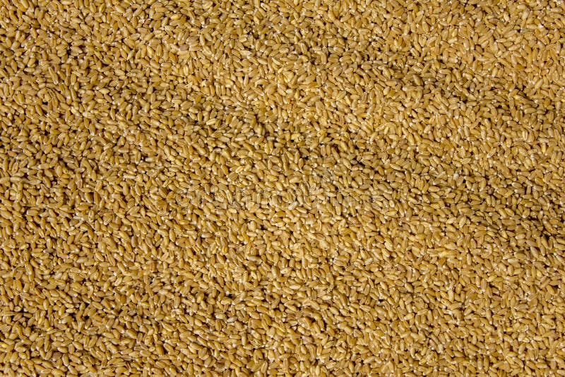 Dry Yellow Wheat Grains Close-up. Natural Surface Texture Stock Photo ...