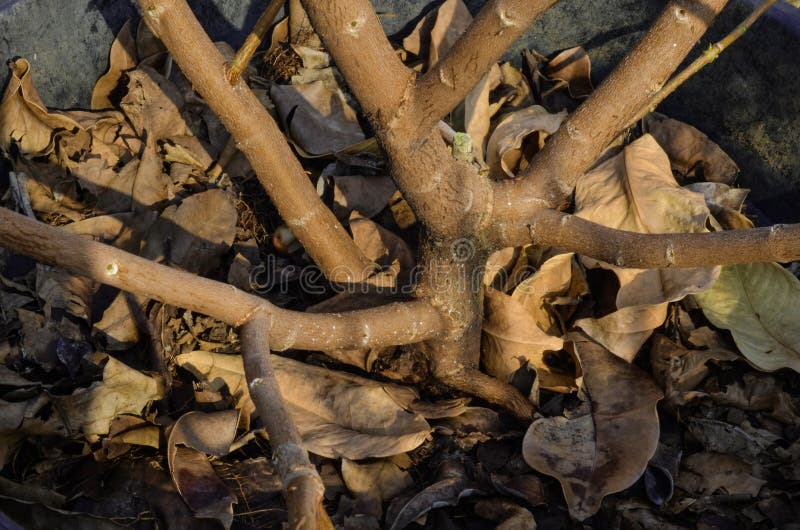 Dry Young Guava Tree with Rotting Leaves Falling Stock Image - Image of ...