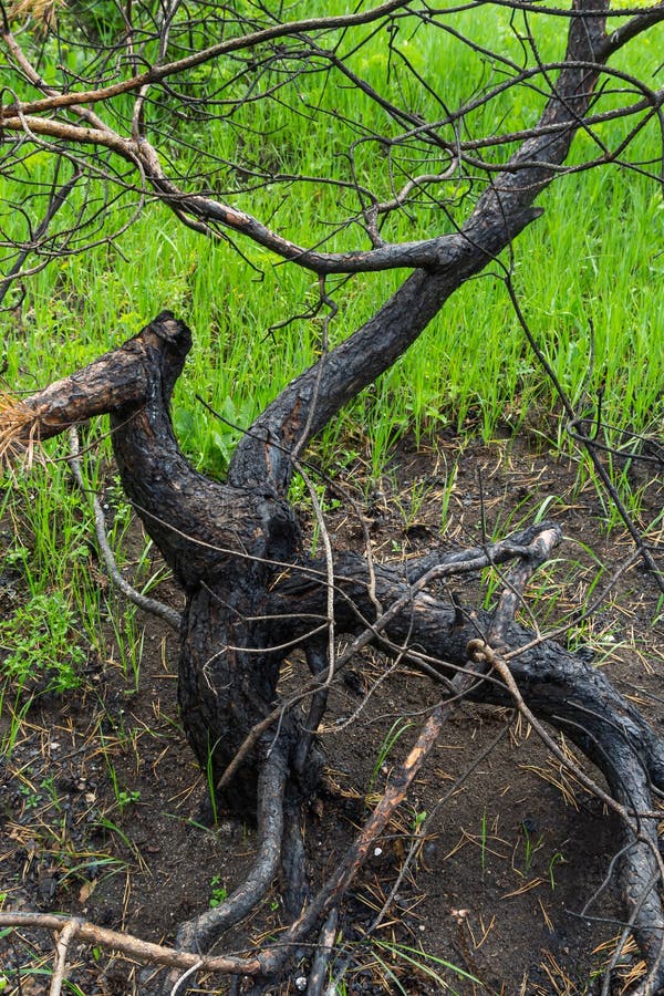 Dry Young Pine Trees after a Grass Fire. Burnt Tree Trunks, Dried ...