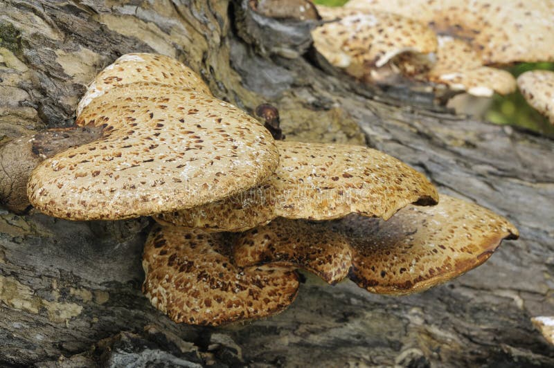 Dryad S Saddle - Polyporus Squamosus Stock Photo - Image of trunk ...