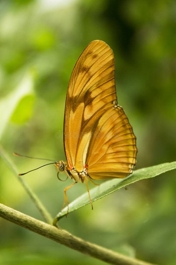 Dryas Iulia Butterfly with Closed Wings Stock Image - Image of orange ...