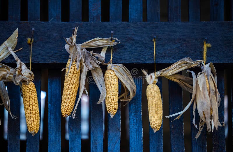 Dryed corn hanging in farm stock image. Image of country - 280968913
