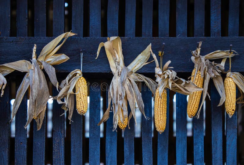 Dryed corn hanging in farm stock photo. Image of maize - 280968924