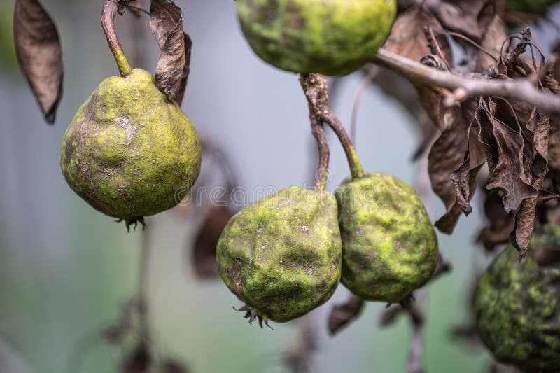 Dryed Rotten Pears from Bacterium on Tree Branch Stock Image - Image of ...