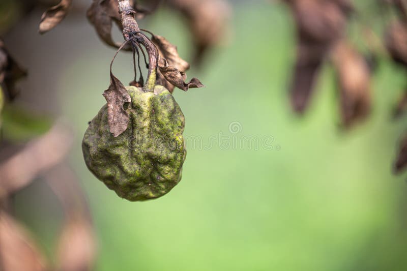 Dryed Rotten Pears from Bacterium on Tree Branch Stock Image - Image of ...