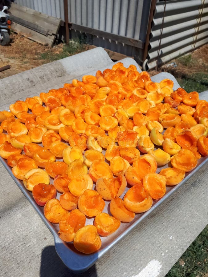 Drying Apricot Fruit Separated from Bone Stock Photo - Image of closeup ...
