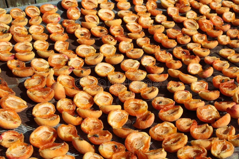 Drying apricots stock photo. Image of healthy, apricot - 58000860