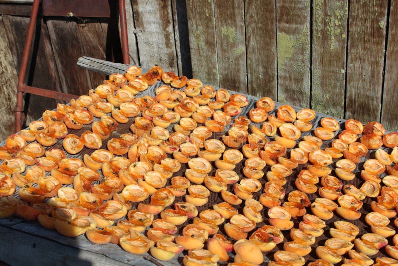 Drying apricots stock photo. Image of dried, healthy - 58001116