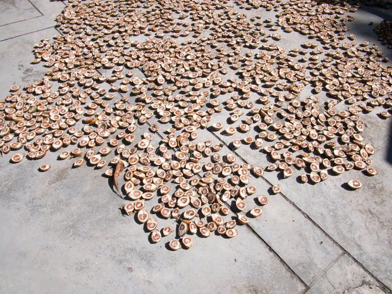 Drying Areca Nut by Natural Stock Image - Image of cultivator, light ...