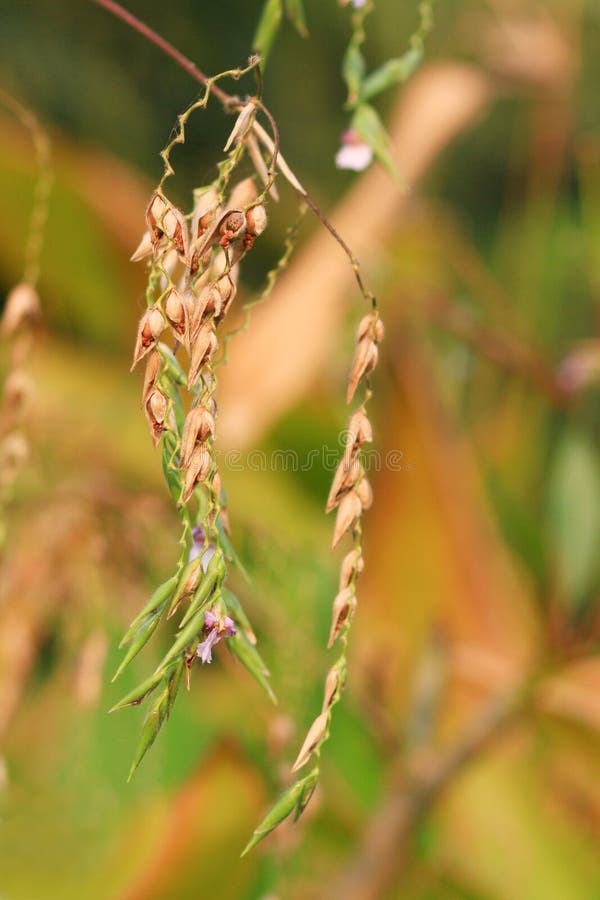 Drying Autumn Leaves on a Tree Stock Photo - Image of autumnal, branch ...