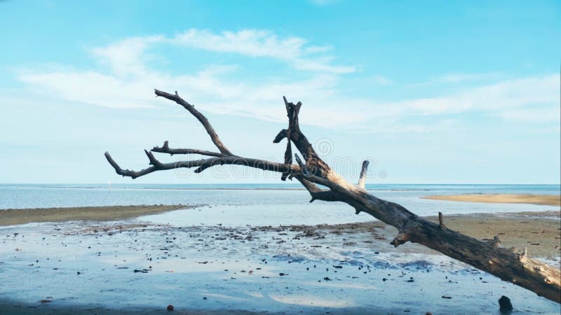 Drying Branches with Clear Sky on Receding Beach Stock Image - Image of ...