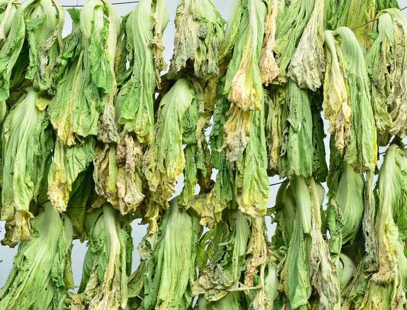 Drying Cabbage a Tradiontal Food Called Preserved Under the Sun Light ...