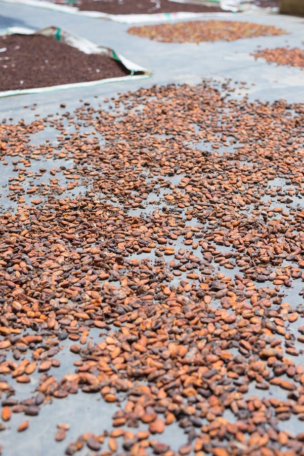 Drying cacao stock image. Image of climate, nature, floor - 47481209