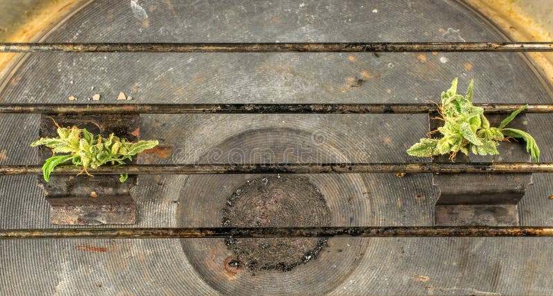 Drying Cannabis in a Drug Addict Stock Image - Image of hemp ...