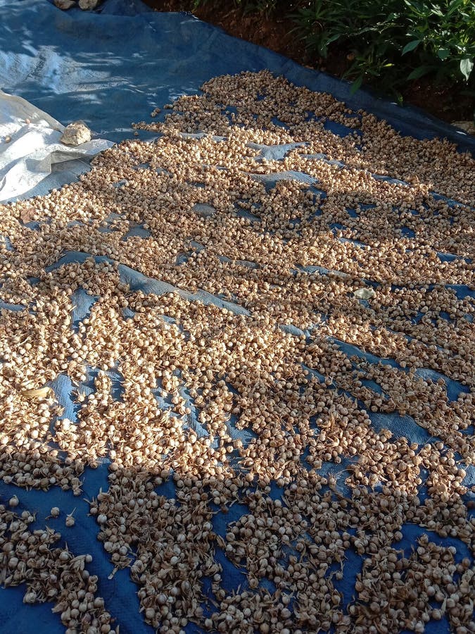 Drying cardamom spices stock image. Image of cardamom - 328450273