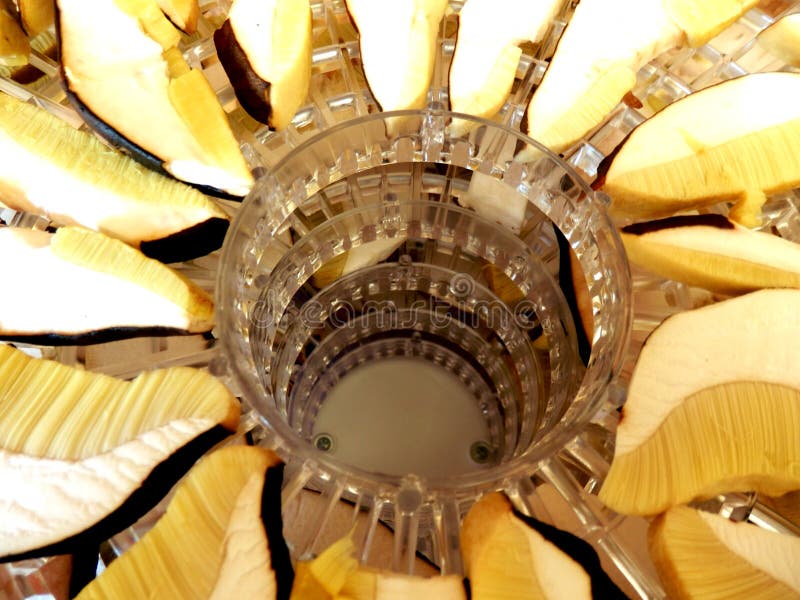 Drying Ceps stock image. Image of cuisine, edible, brown - 58324681