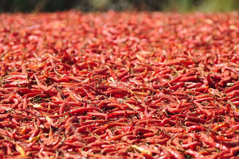Drying Chili Peppers on the Wall Stock Photo - Image of flavor, drying ...