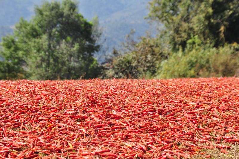 Drying chili peppers stock image. Image of plant, plantation - 37636479