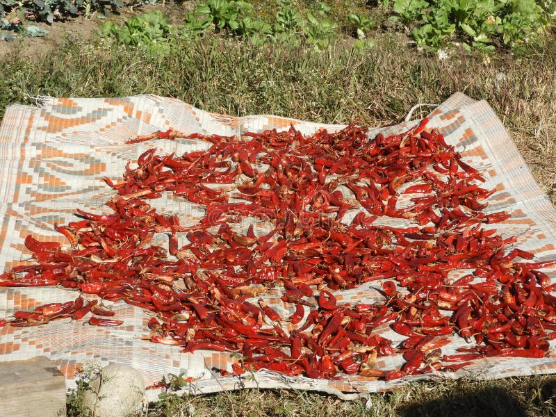 Drying Chillies Under the Sunlight Stock Photo - Image of drying ...