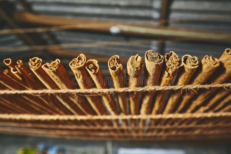 Drying of the Cinnamon Sticks Stock Image - Image of industry, food ...