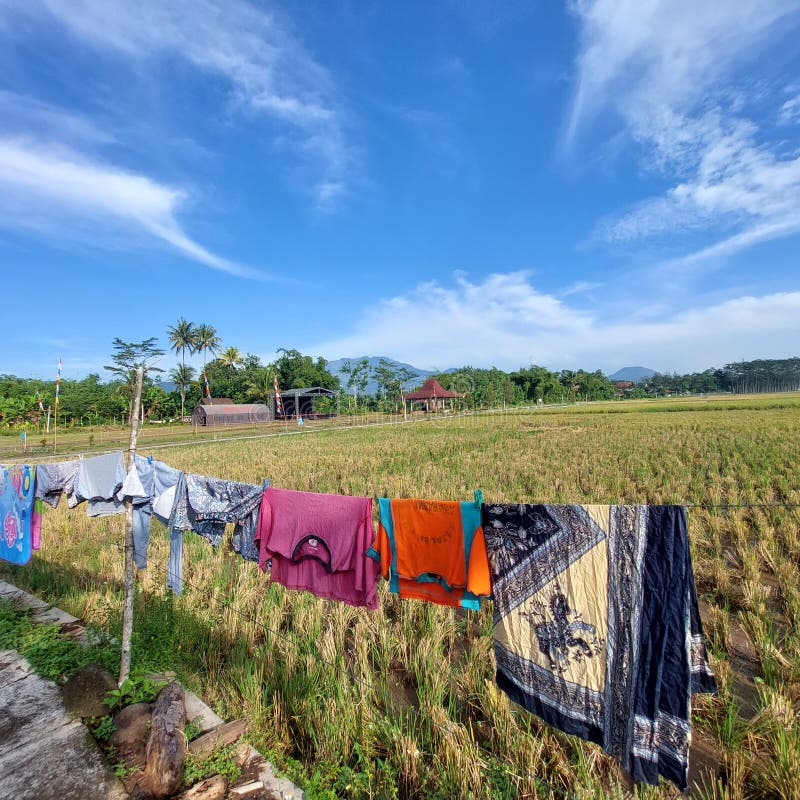 Drying Clothes after Washing on the Edge of the Rice Fields Stock Photo ...
