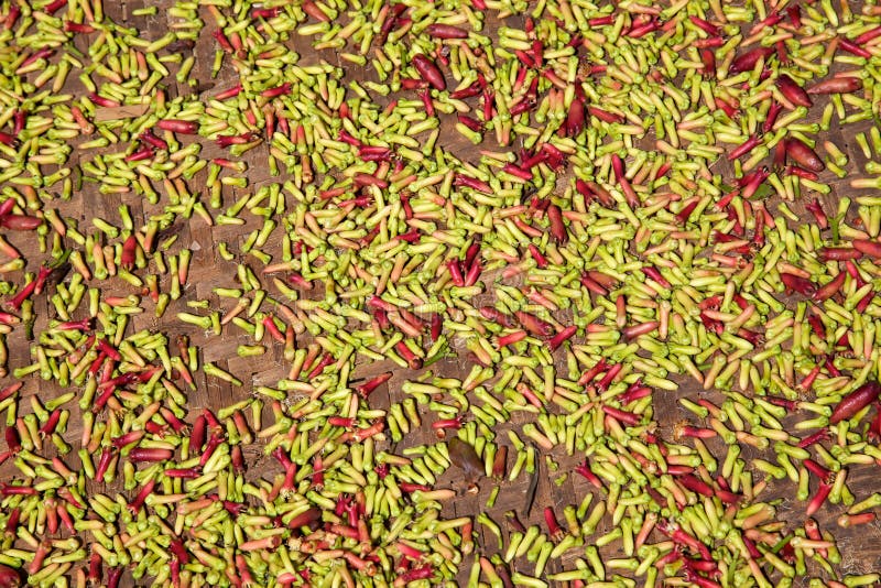 Drying Cloves stock image. Image of macro, cooking, food - 15435887