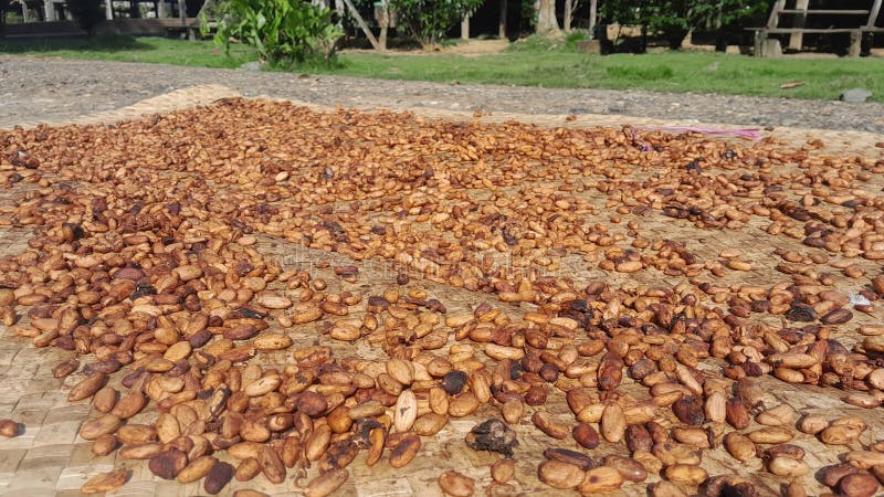 Drying Cocoa Beans stock photo. Image of produce, wood - 316220052