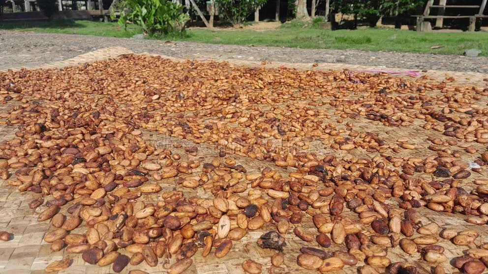 Drying Cocoa Beans stock photo. Image of produce, wood - 316220052