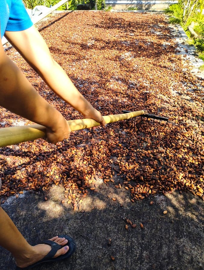 Drying Cocoa Beans, and Traditional Tools for Leveling Stock Photo ...