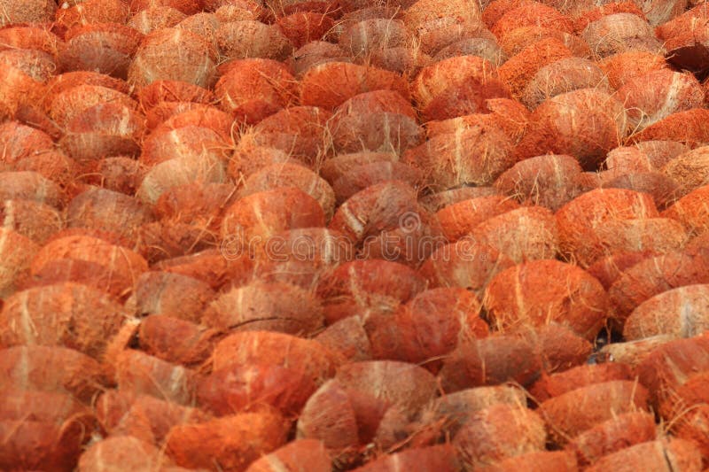 Drying coconut husks stock photo. Image of brown, close - 342966074