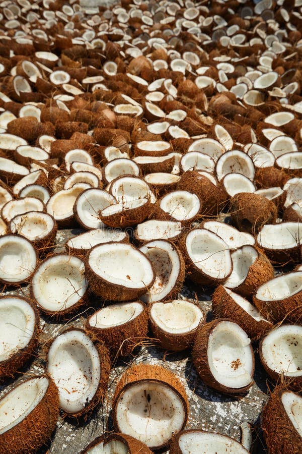 Coconut Copra Drying In Kerala Stock Photo - Image of drying ...