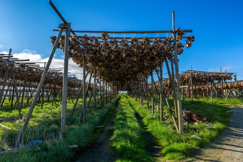 Drying Cod Fish and Blue Sky Stock Image - Image of food, culture: 73873629