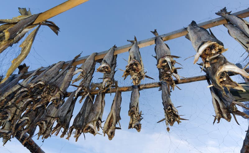Drying cod fish in Norway stock image. Image of seafood - 40671775
