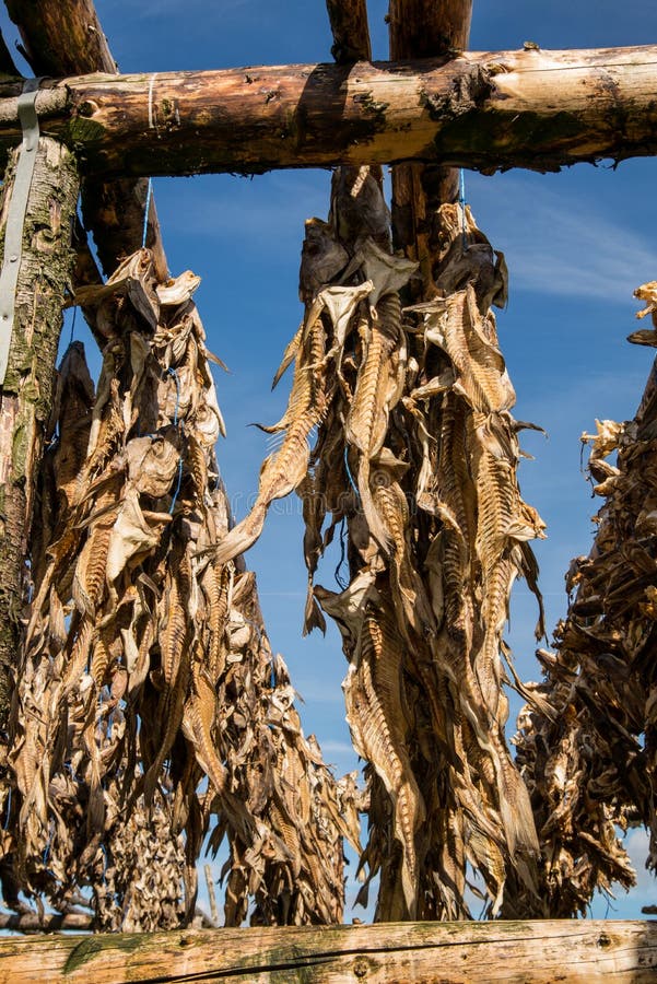 Drying of cod fish stock photo. Image of outdoors, dehydrated - 59258276
