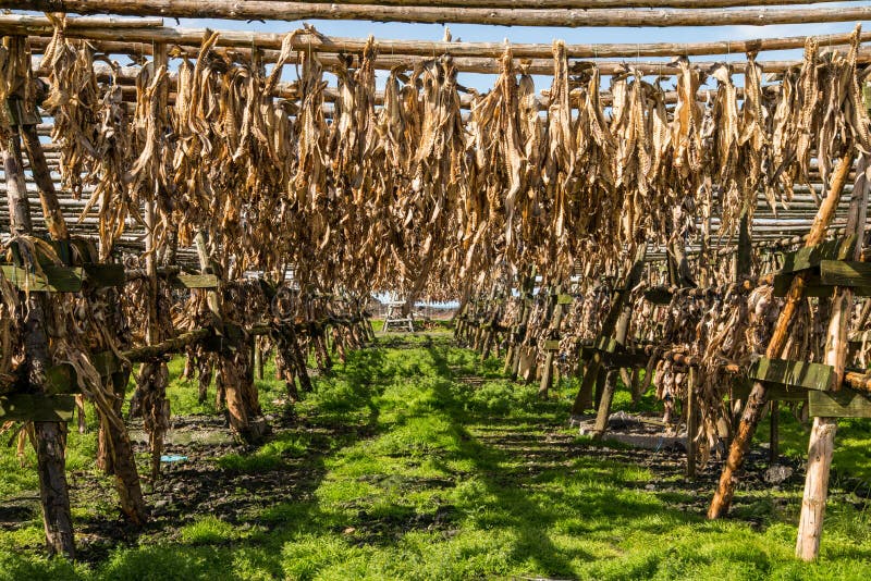 Drying of cod fish stock photo. Image of gourmet, industry - 59258400