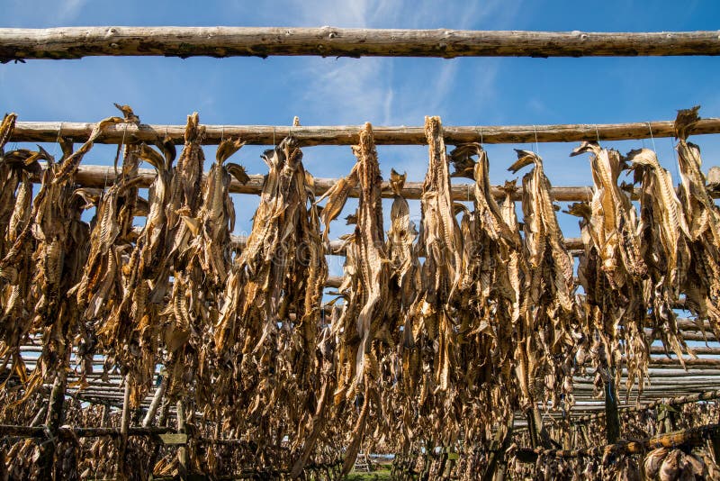 Drying of cod fish stock photo. Image of dehydrated, smell - 59258412