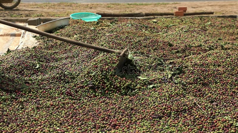 Drying Coffee Beans in the Sun Stock Footage - Video of organic ...
