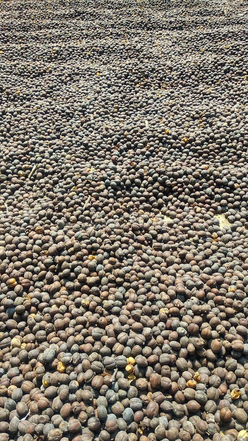 Drying Coffee Cherries that are Still Intact in the Sun Stock Photo ...