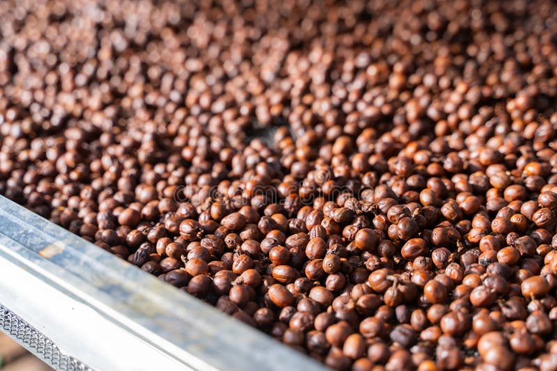 Drying Coffee Cherry in the Sun Stock Photo - Image of process, fruit ...