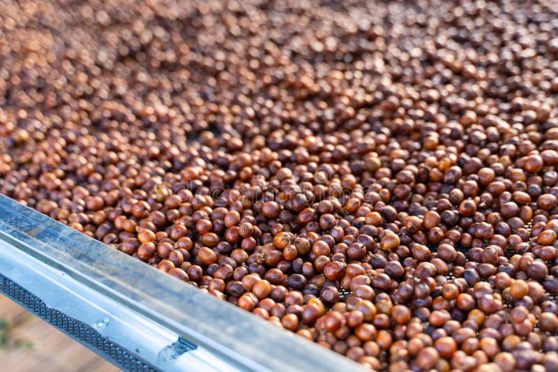 Drying Coffee Cherry in the Sun Stock Image - Image of drink, robusta ...