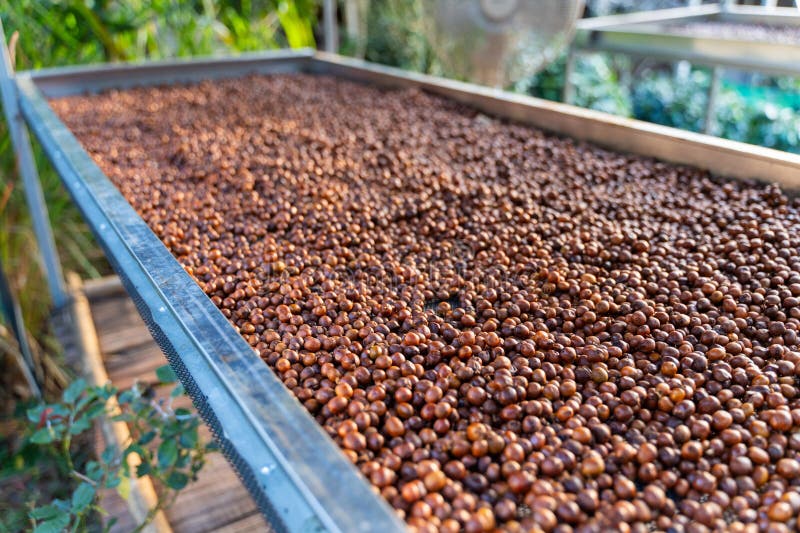 Drying Coffee Cherry in the Sun Stock Photo - Image of dried, robusta ...
