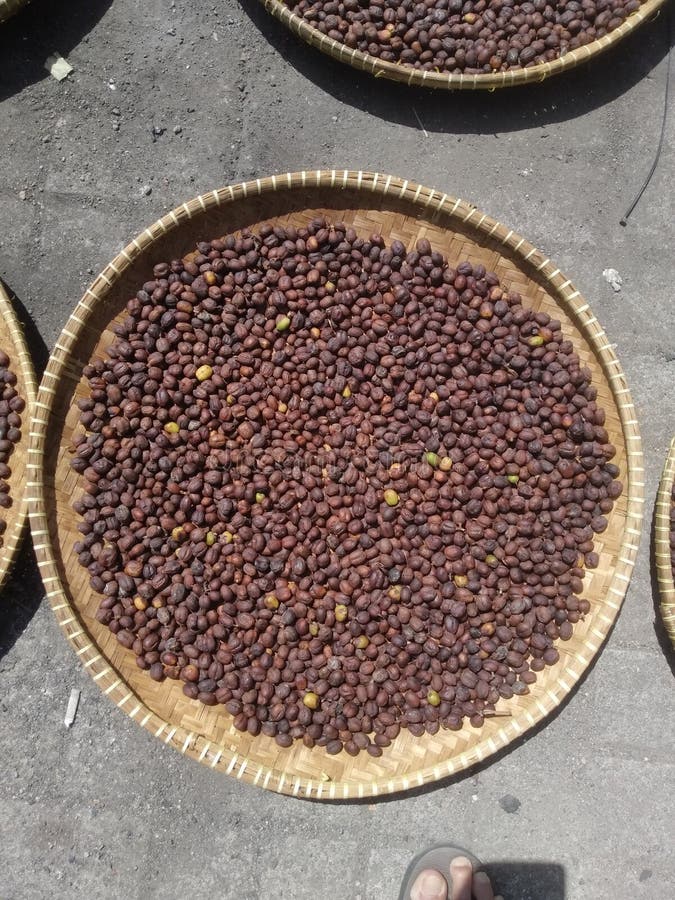 Drying coffee stock photo. Image of grass, leaf, tree - 264740456