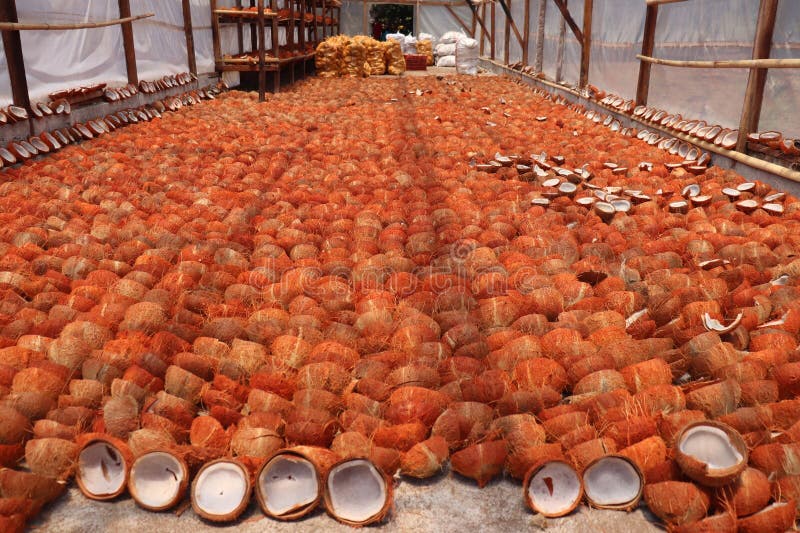 Drying Copra in Solar Dryers Stock Image - Image of copra, solar: 292215673