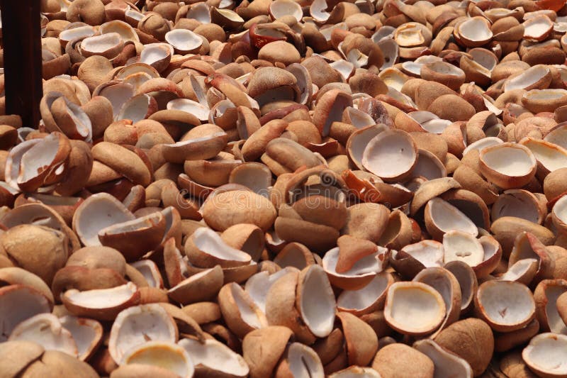 Drying Copra in Solar Dryers Stock Photo - Image of dryers, solar ...