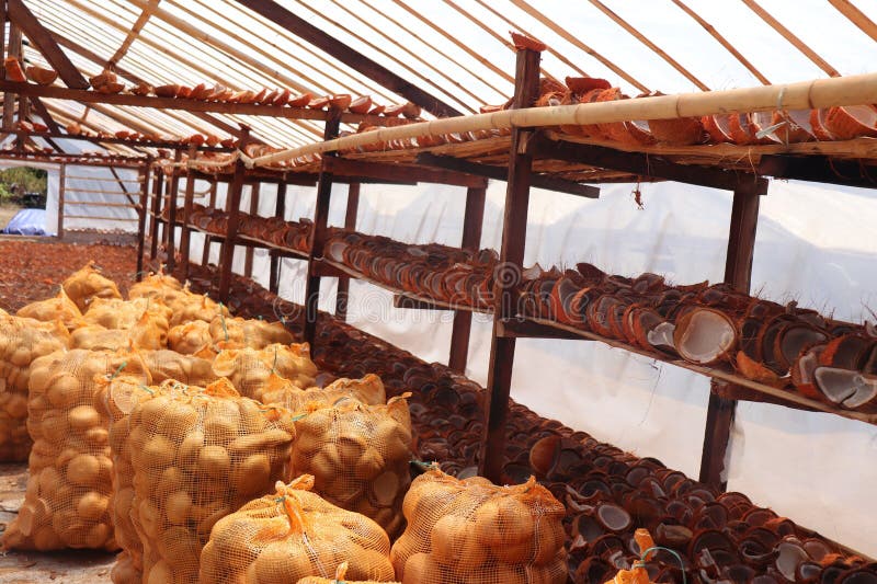 Drying Copra in Solar Dryers Stock Image - Image of bussiness, solar ...