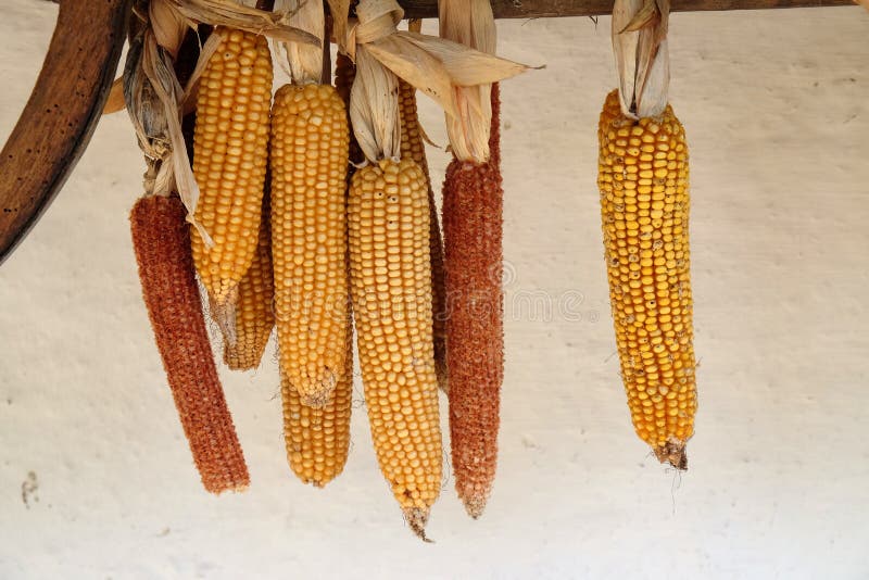 Corn Ear Drying Farm Cornstalk Closeup Detail Stock Image - Image of ...