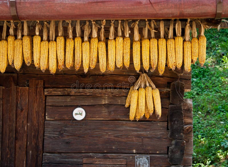 Drying corn stock image. Image of farming, maize, village - 25207649