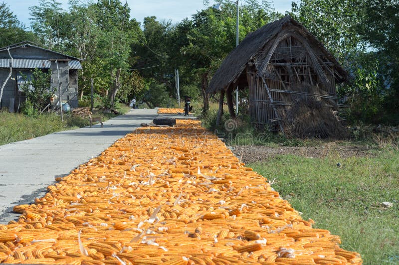Drying Corn Cobs II stock photo. Image of still, damage - 11504744