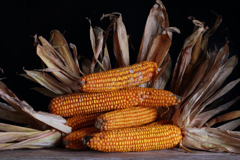 Drying corn stock photo. Image of leaf, harvest, ripe - 55325498