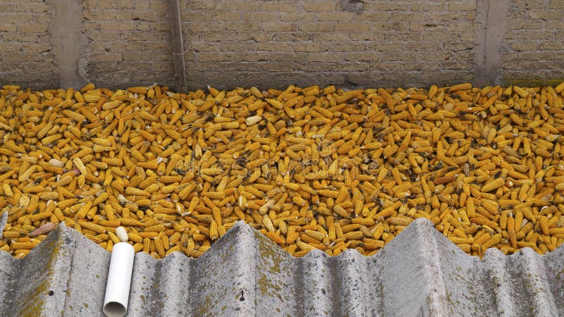 Drying Corn and Cobs in a Farm in Mexico Stock Photo - Image of soil ...